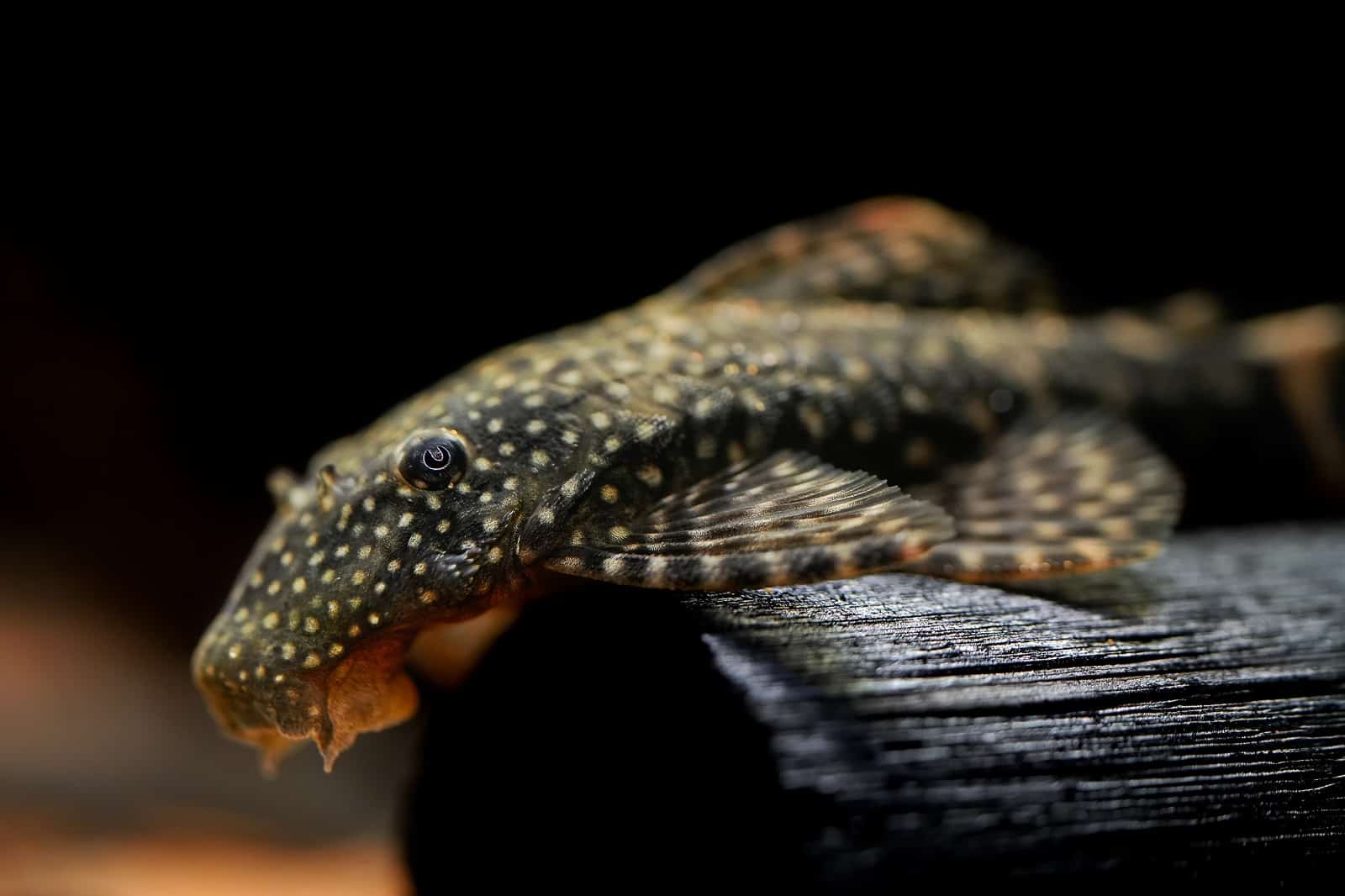 Peixe bagre blindado inédito é descoberto no Brasil Peixe bagre blindado inédito é descoberto no Brasil